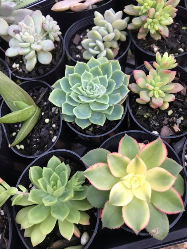Individual succulents | The Little Plant Stall
